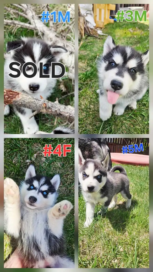 Purebred Siberian Husky Puppies | Dogs & Puppies for Rehoming | Calgary ...