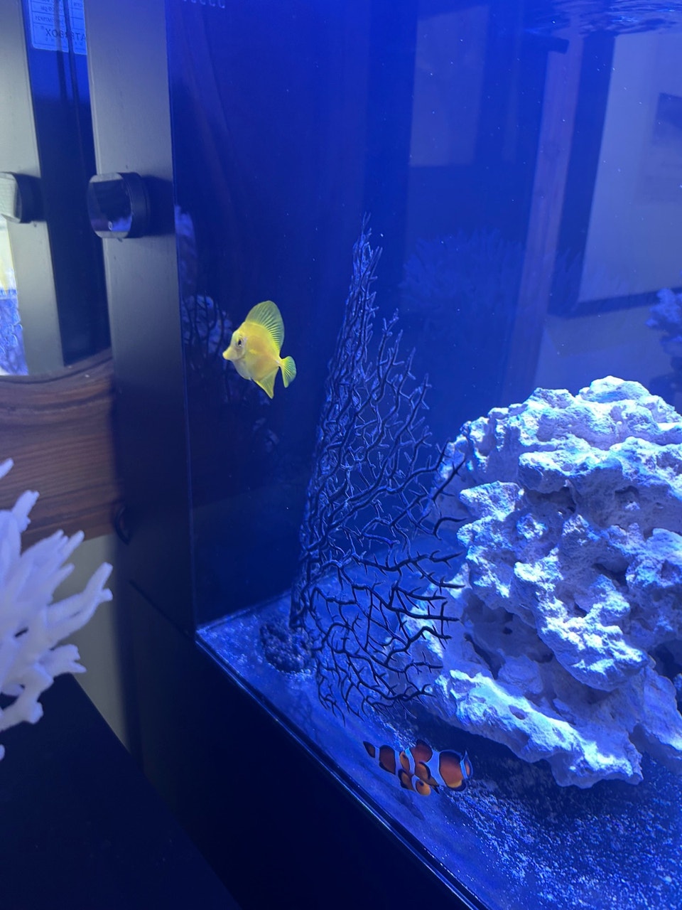 Saltwater Fish - Yellow Tang & Clownfish | Fish for Rehoming | Oshawa ...