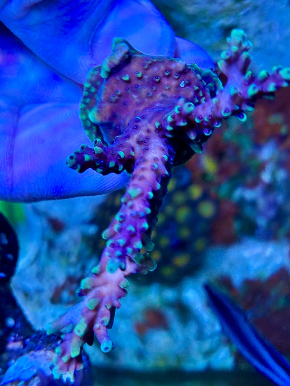 WWC Terra Red Acro Coral Frag Saltwater Reef Tank | Fish for Rehoming ...