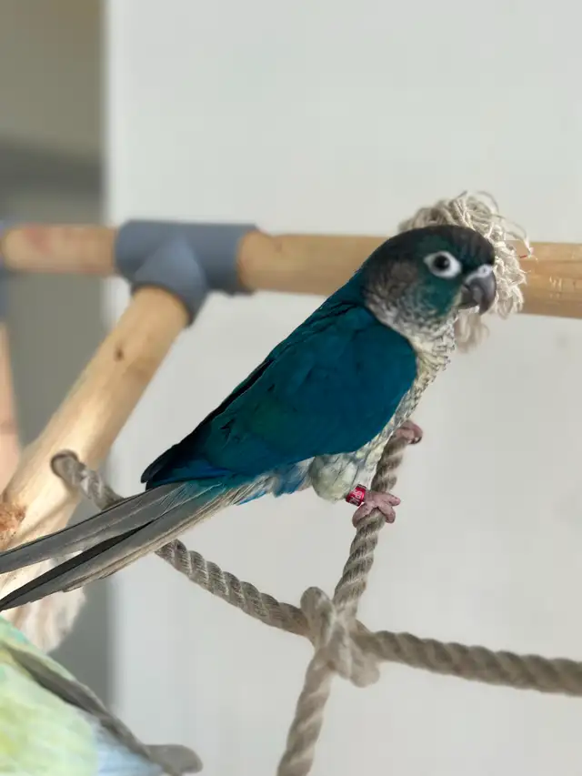 Double factor violet baby conure (parrot) @Parsa's Parrots | Birds for ...