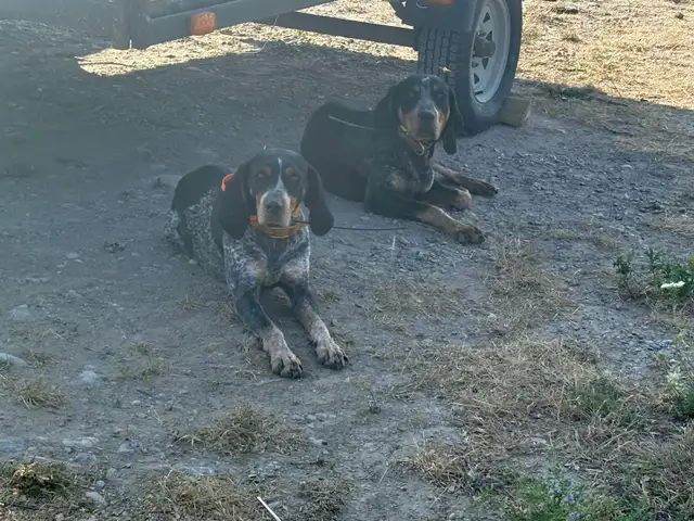Possible Upcoming Bluetick Litter | Dogs & Puppies for Rehoming ...