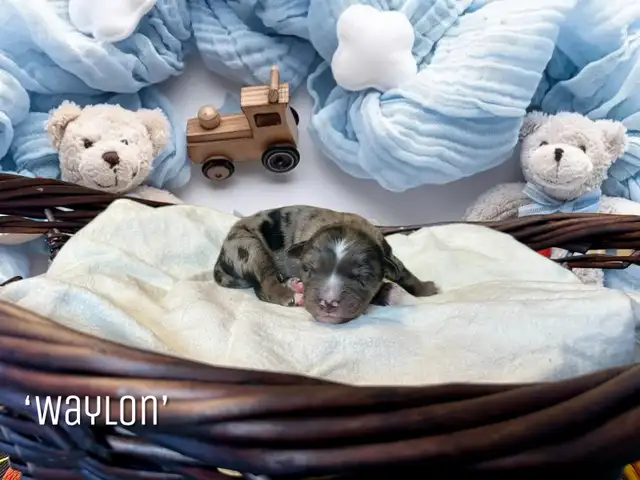 Golden Retriever × Australian Shepherd Puppies – Coming Soon | Dogs ...