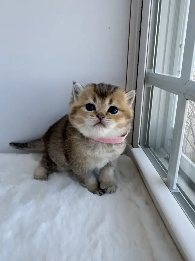 CCA & CFA Registered Cattery — Rehoming BSH Kittens | Cats & Kittens ...