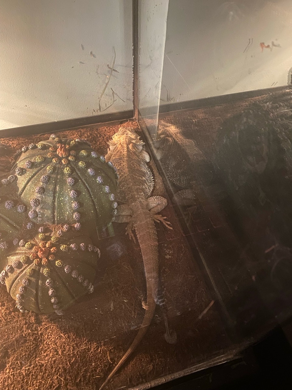 Bearded Dragon and Gecko rehoming | Reptiles & Amphibians for Rehoming ...