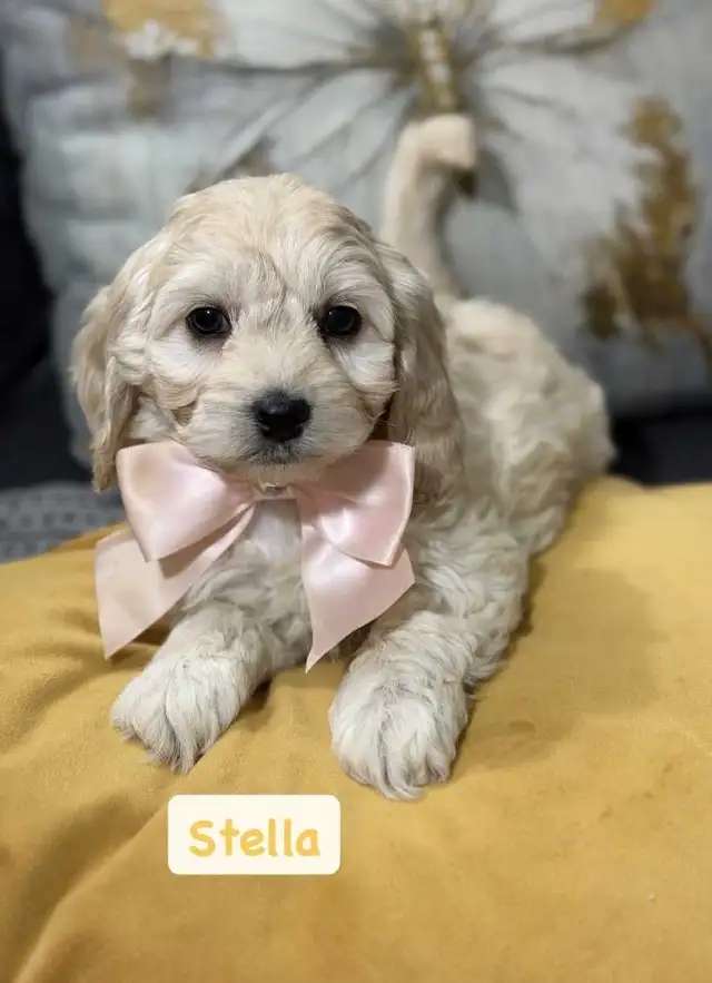 ⭐Chiots Mini Cockapoo ⭐(plus que 2 chiots disponibles)⭐ | Dogs ...