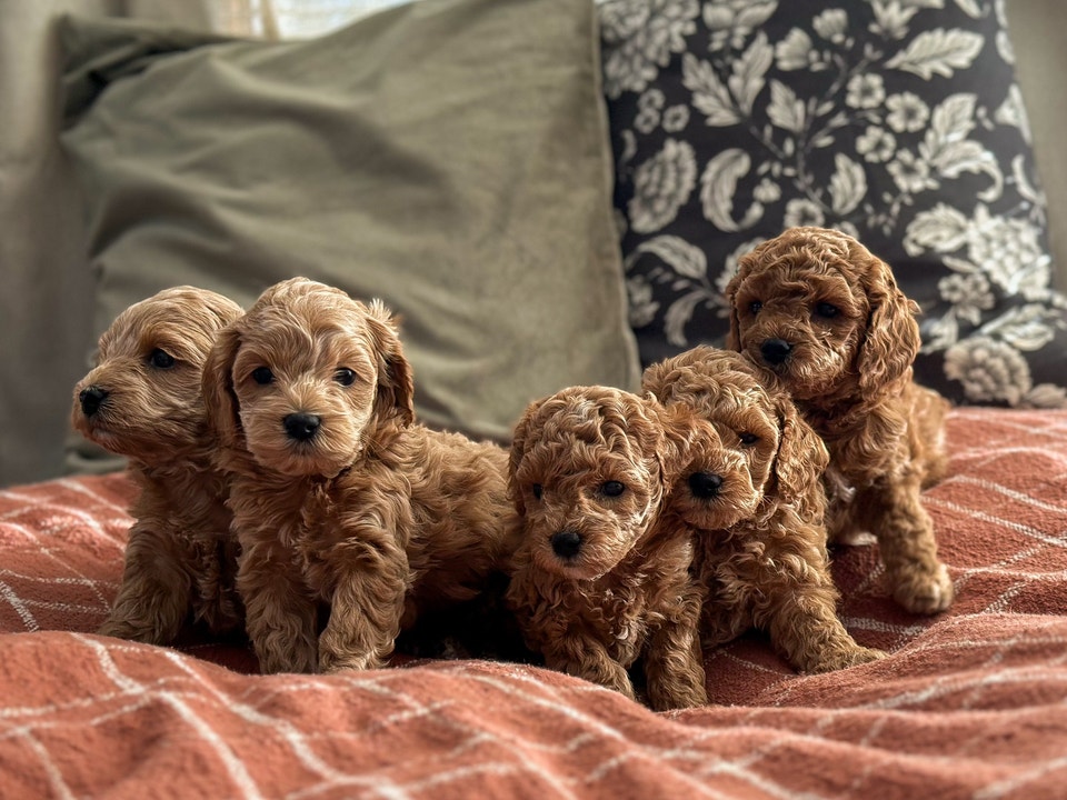 Only 3 Left! Cockapoo puppies | Dogs & Puppies for Rehoming | Red Deer ...