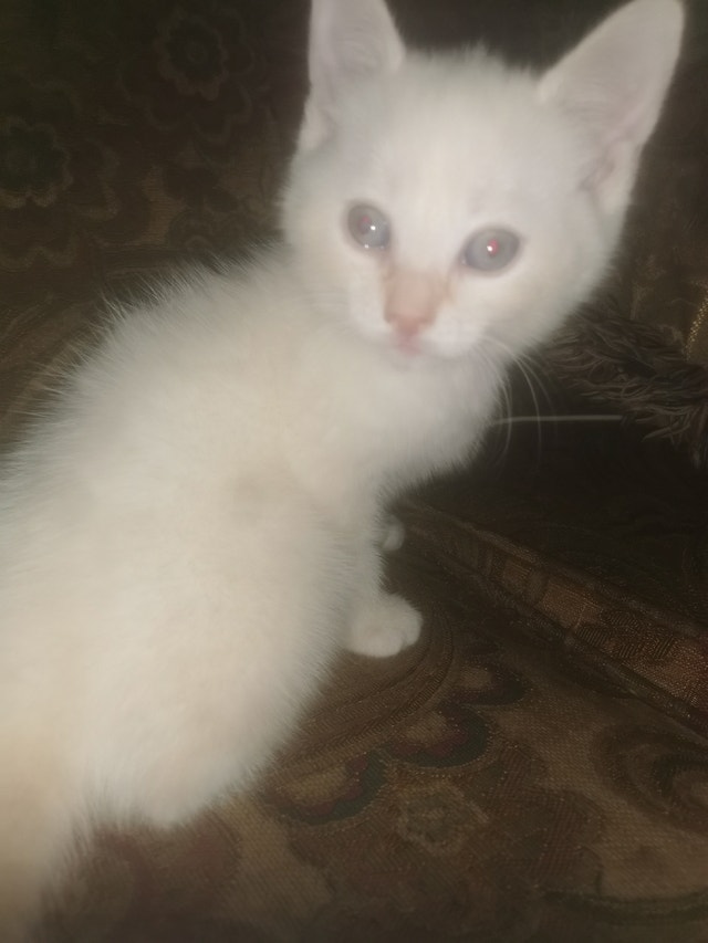 Deux petit femelle magnifique | Chats et chatons à adopter | Longueuil ...