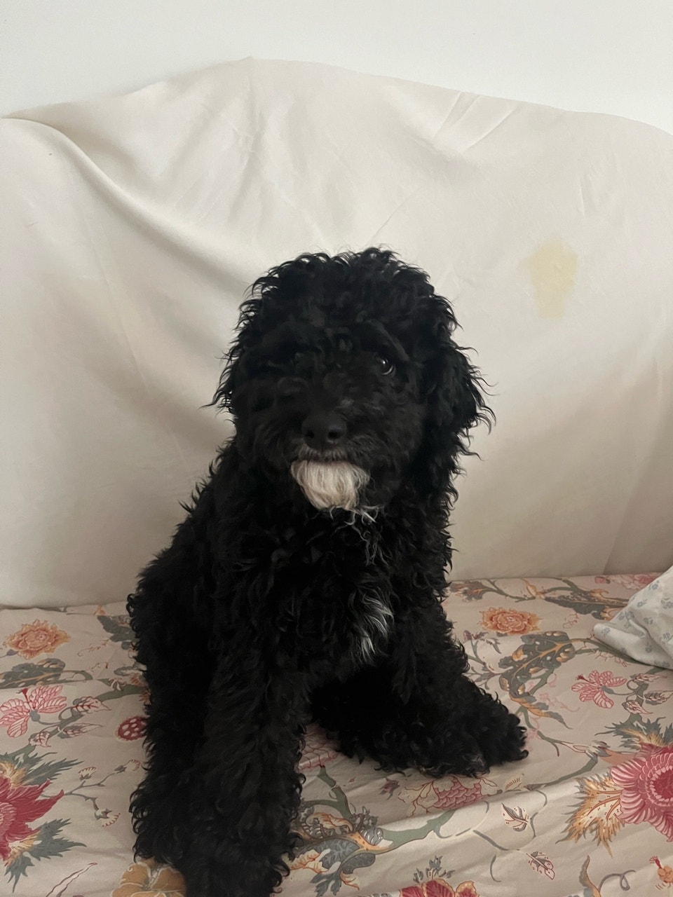 cockapoo puppy | Dogs & Puppies for Rehoming | City of Montréal | Free ...