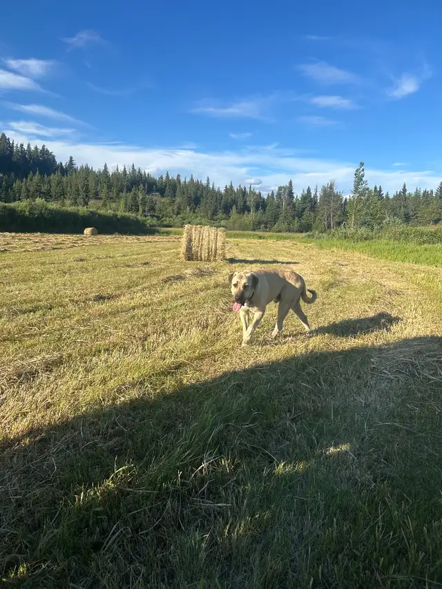 LGD Anatolian Shepherd(Turkish Kangal) to Rehome | Dogs & Puppies for ...