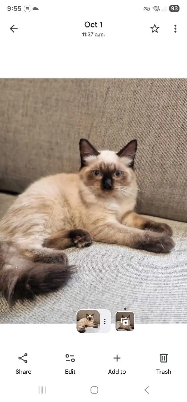 Beautiful Ragdoll Male Cat | Cats & Kittens for Rehoming | Delta/Surrey ...