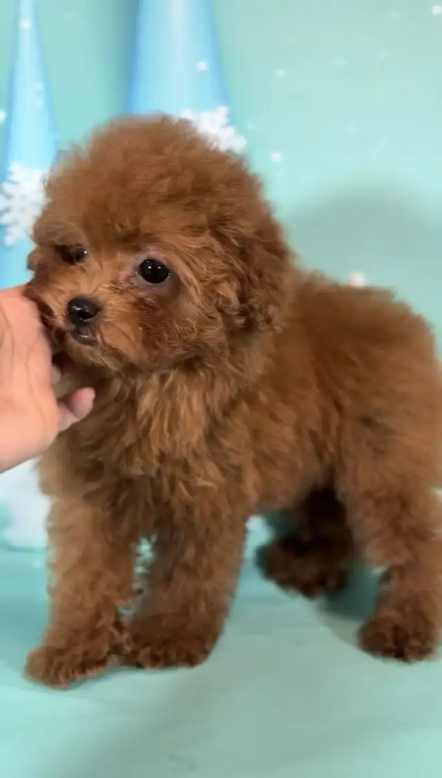 Red Tiny toy poodle female | Dogs & Puppies for Rehoming | Markham ...