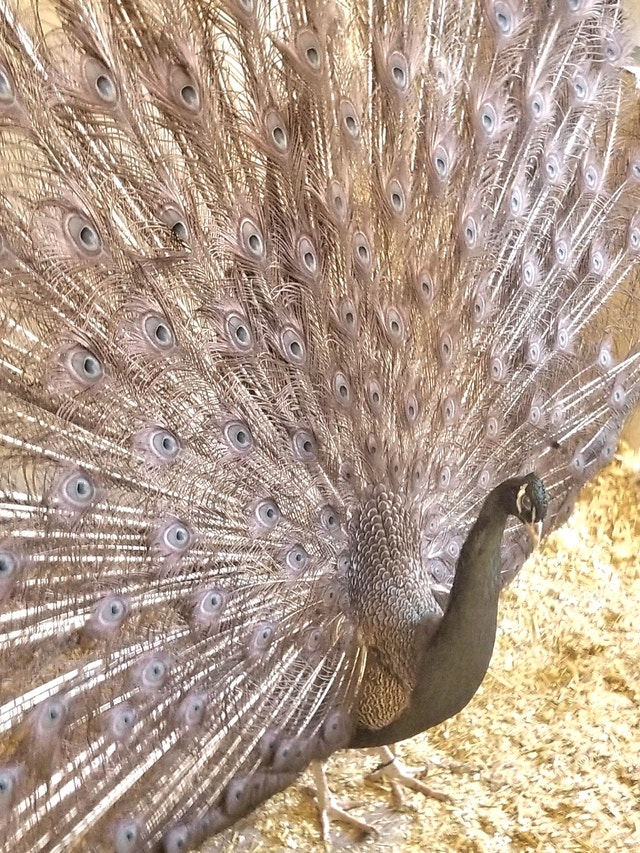 Peacock - Buford Bronze | Livestock | Winnipeg | Kijiji
