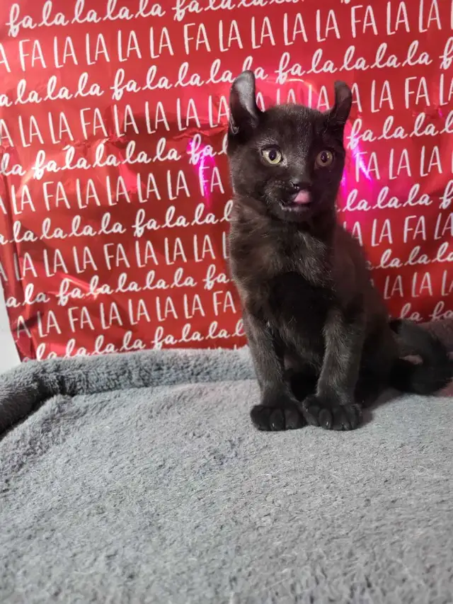 magnifique chatton highland lynx pure race | Cats & Kittens for ...