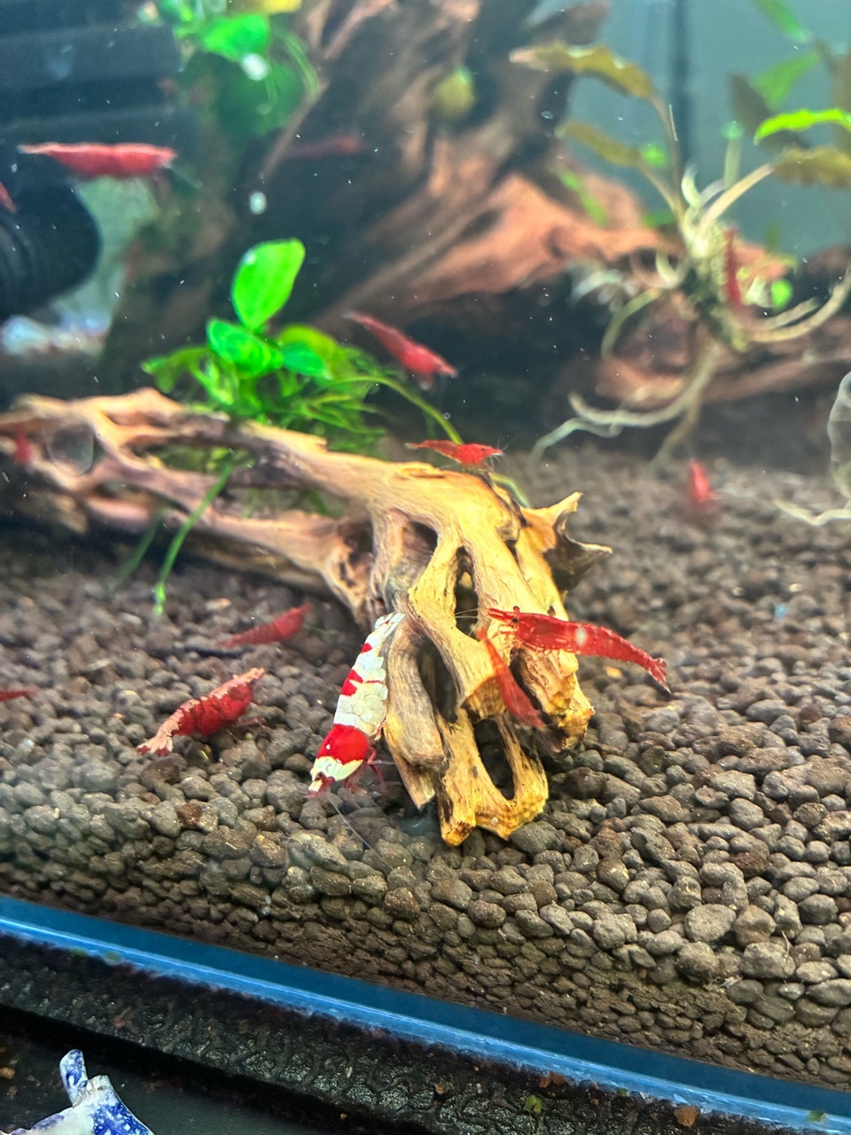 1gallon+150-200 adult/baby cherry red shrimp breeding colony | Fish for ...