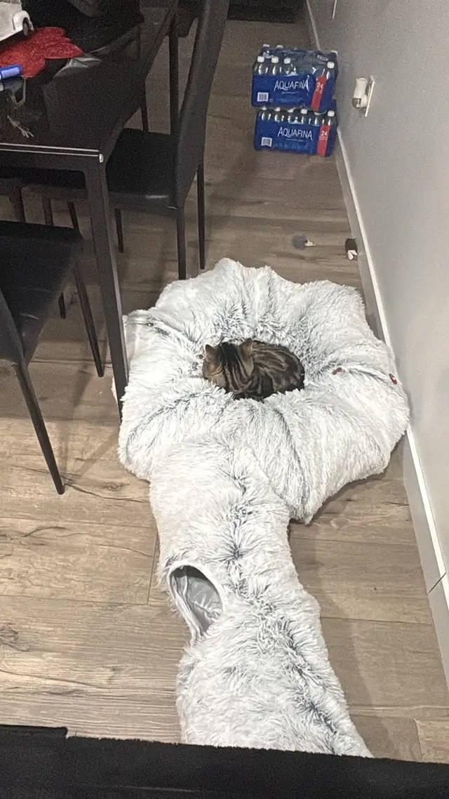 kitty for rehoming | Cats & Kittens for Rehoming | London | Free local ...