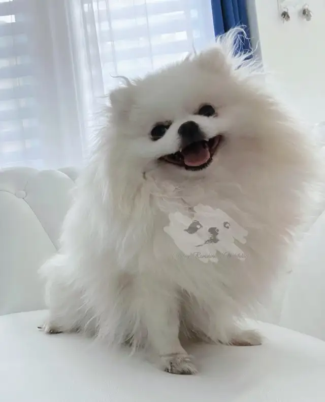 Top quality white Pomeranians, ckc registered parent | Dogs & Puppies ...