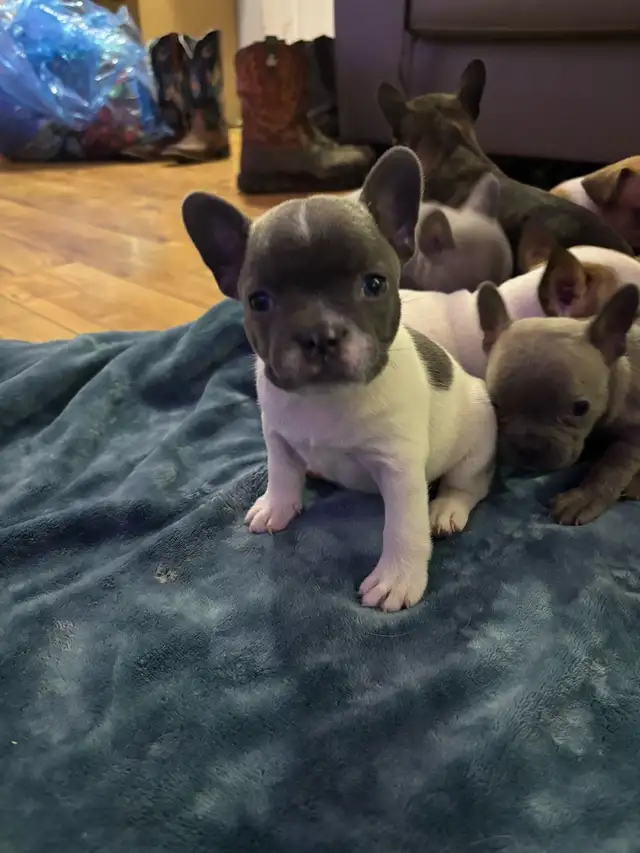 PRICE REDUCE!!!!! Pembroke Welch corgi x French Bulldog puppies | Dogs ...