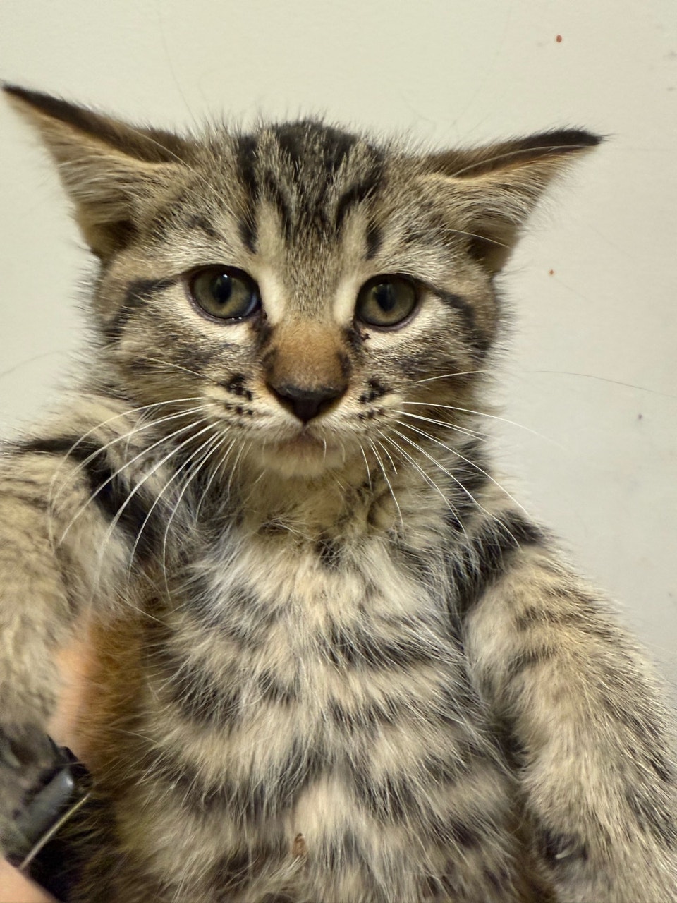 tabby main coon mixed young male cats male kittens | Cats & Kittens for ...