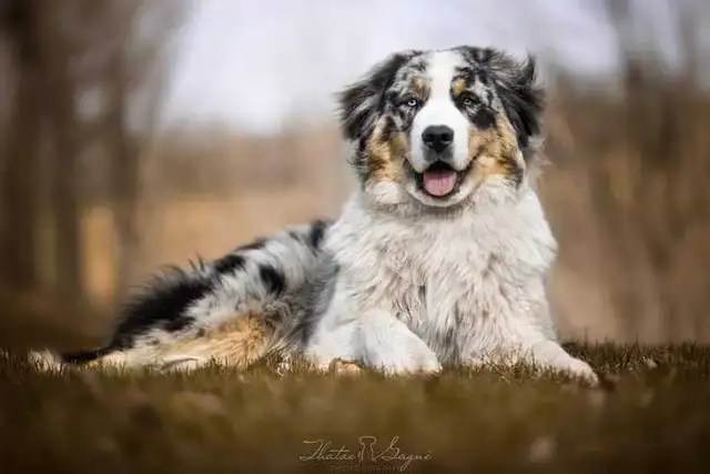 CHIOT BERGER AUSTRALIEN AUSTRALIEN CROISÉ BORDEUR COLLIE | Dogs ...