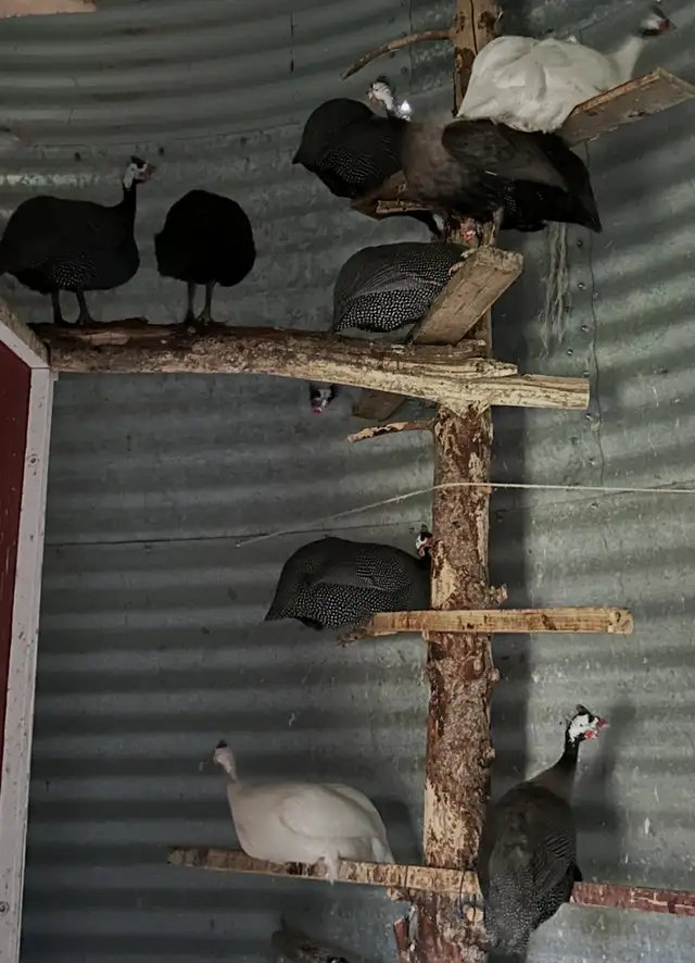 Guinea Fowl Hatching Eggs | Livestock | Saskatoon | Free local ...