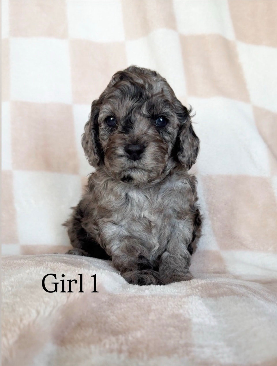 Cockapoo Puppies | Dogs & Puppies for Rehoming | Edmonton | Free local ...