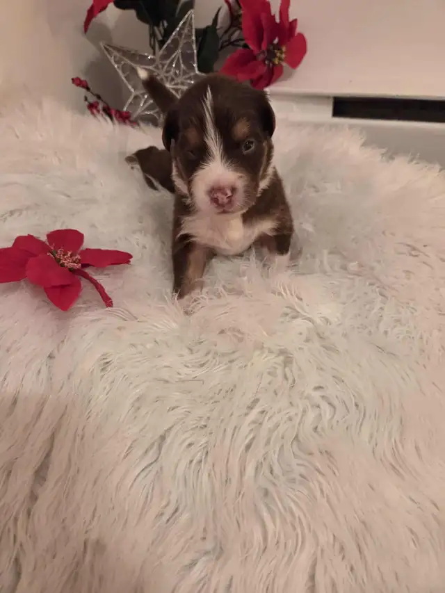 Magnifiques chiots Berger Australien | Dogs & Puppies for Rehoming ...