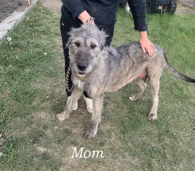 Irish Wolfhound Puppies | Dogs & Puppies for Rehoming | Calgary | Free ...