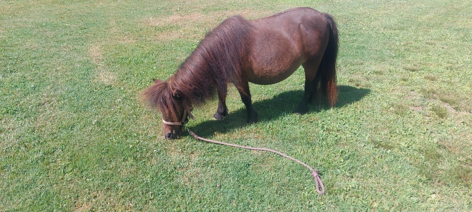 Super petite jument miniature de famille | Horses & Ponies for Rehoming ...