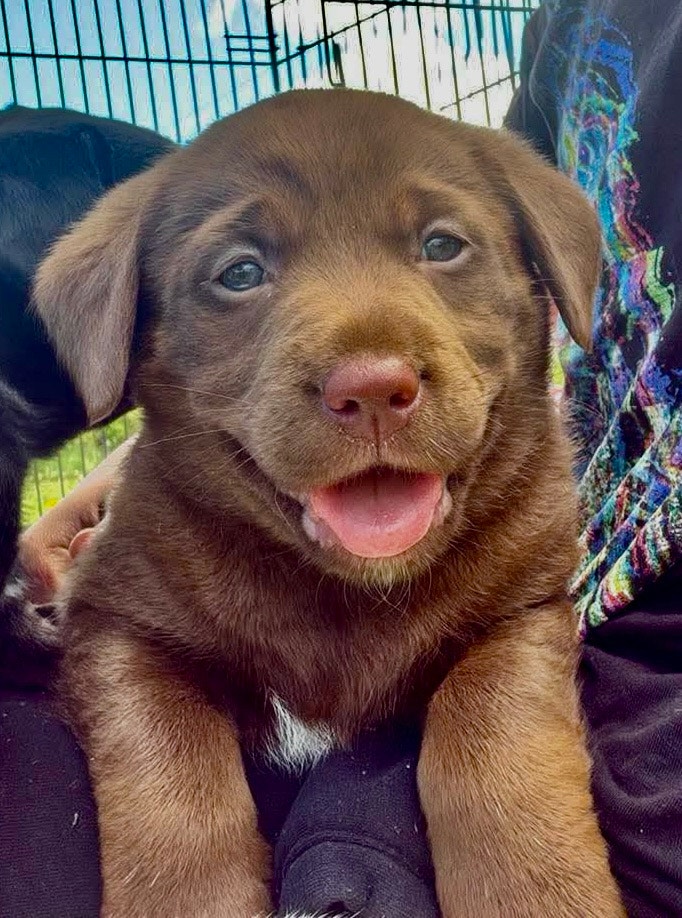 Chocolate Lab with Stunning Hazel-Green Eyes | Dogs & Puppies for ...