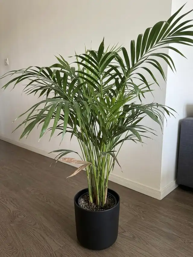 Parlour Palm Plant | Plants, Fertilizer & Soil | Kingston | Free local ...