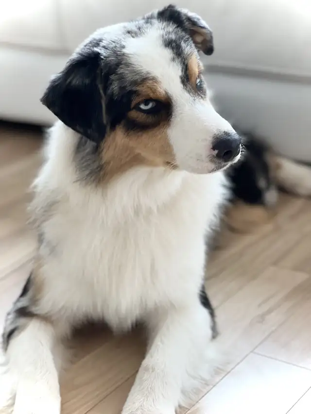 Berger Australien Unique – Enregistré, Garanti & Exceptionnel | Dogs ...