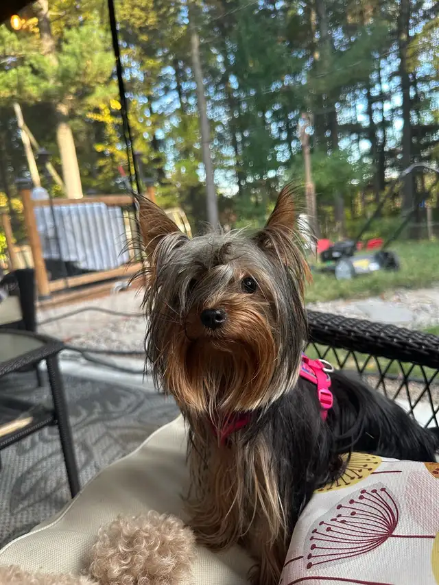 Mini/Toy Yorkshire Terrier | Dogs & Puppies for Rehoming | West Island ...