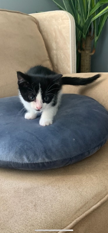 Gorgeous Kittens | Cats & Kittens for Rehoming | London | Kijiji