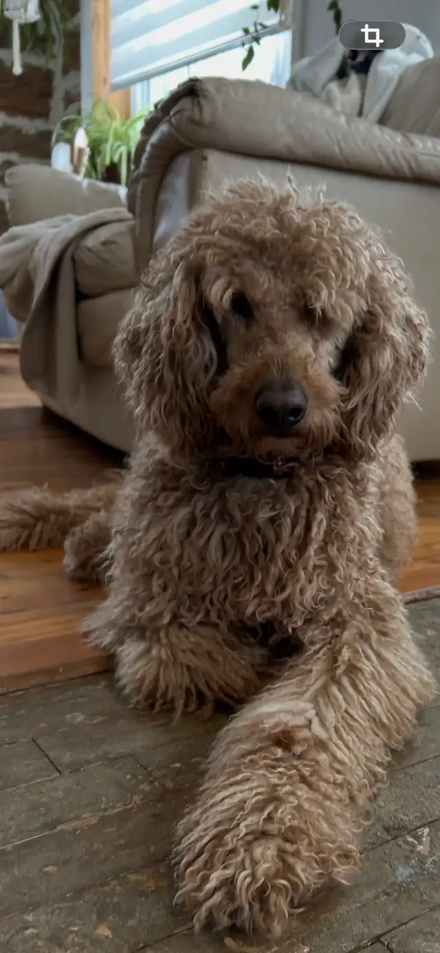 labradoodle | Dogs & Puppies for Rehoming | Drummondville | Free local ...