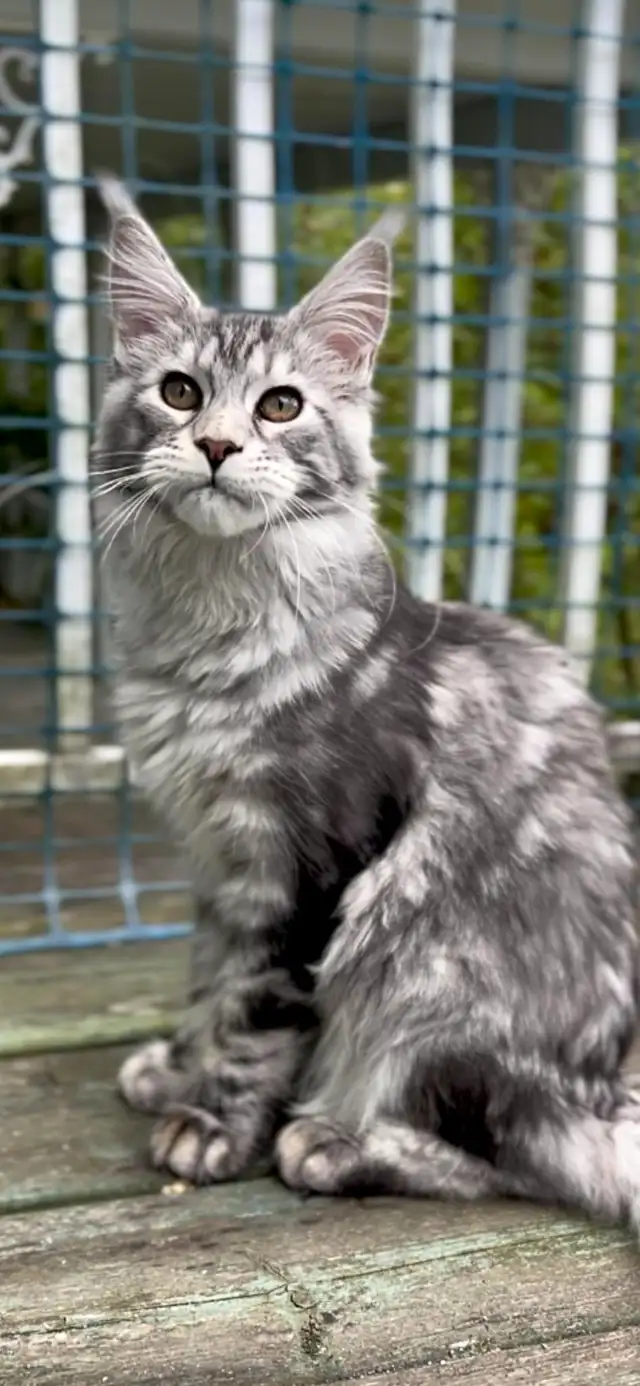 Chaton Maine Coon Black Silver Enregistré, Estrie | Cats & Kittens for ...