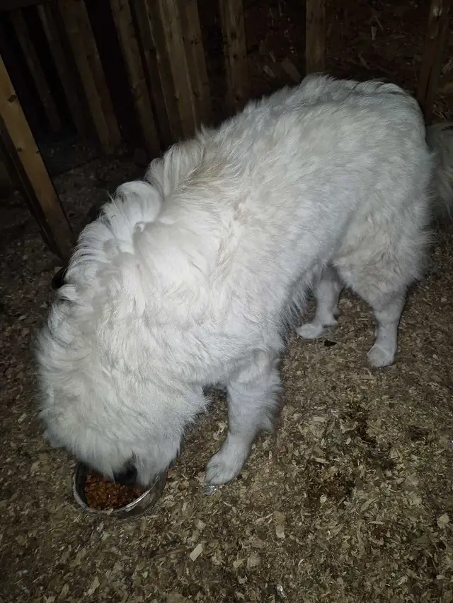 Maremma x Great Pyr/Anatolian Shepherd Pups 4 | Dogs & Puppies for ...
