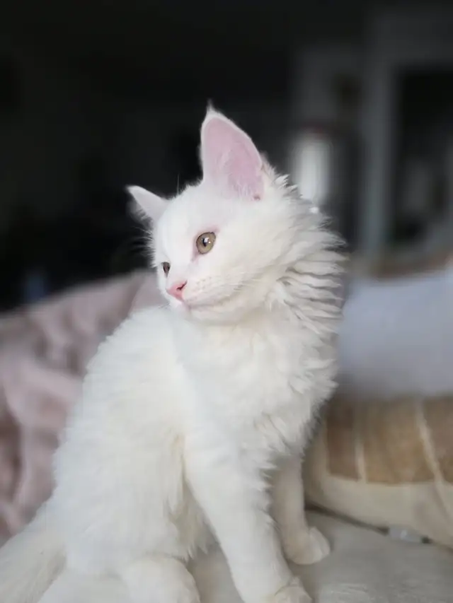 Purebred Turkish Angora Kitten | Cats & Kittens for Rehoming | City of ...