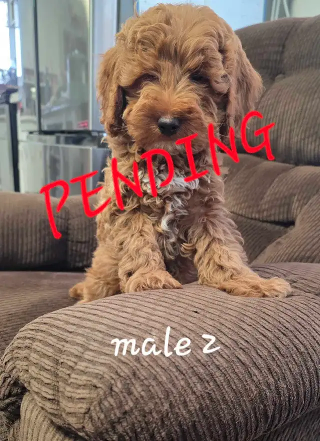 Mini cockapoo pups | Dogs & Puppies for Rehoming | Norfolk County ...