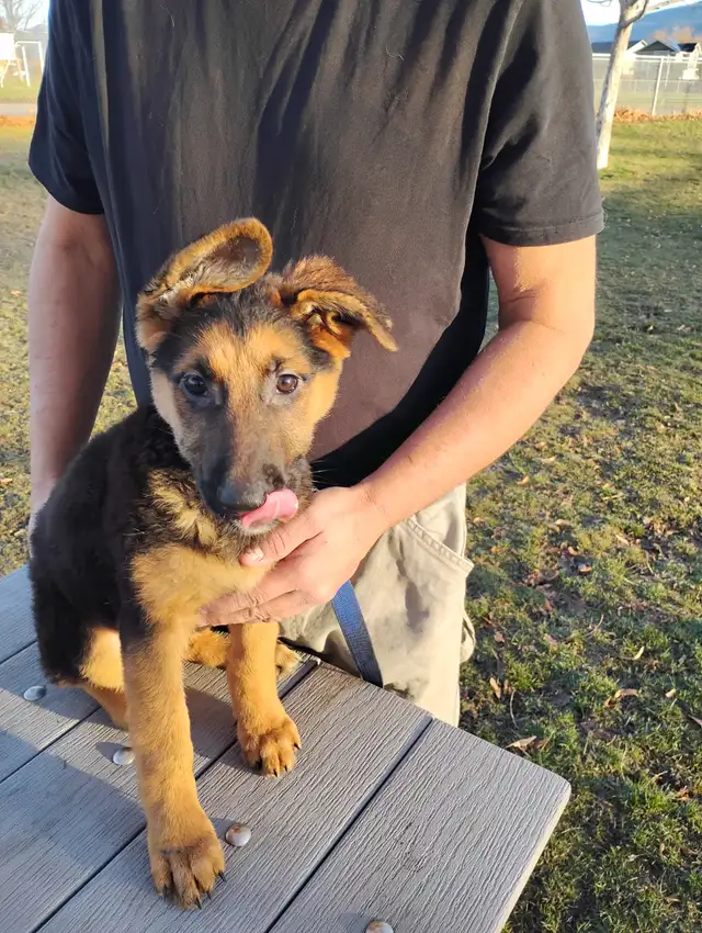 Last chance delivery today $650,00 | Dogs & Puppies for Rehoming ...