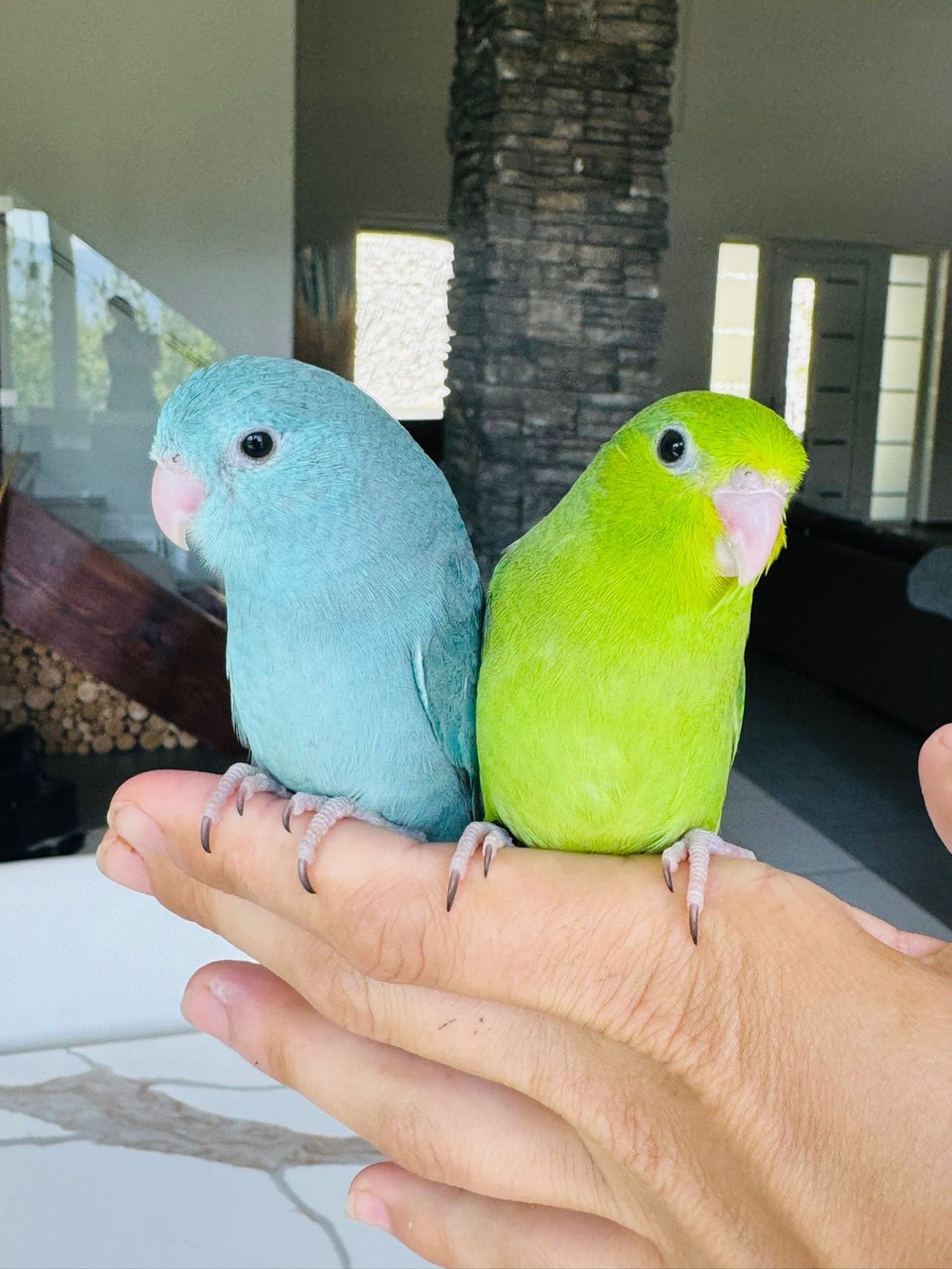 young parrotlets | Birds for Rehoming | Kamloops | Free local classifieds - Kijiji