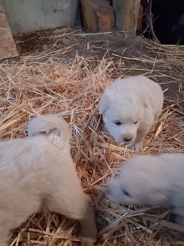 Pyrnees puppies | Dogs & Puppies for Rehoming | Red Deer | Free local ...