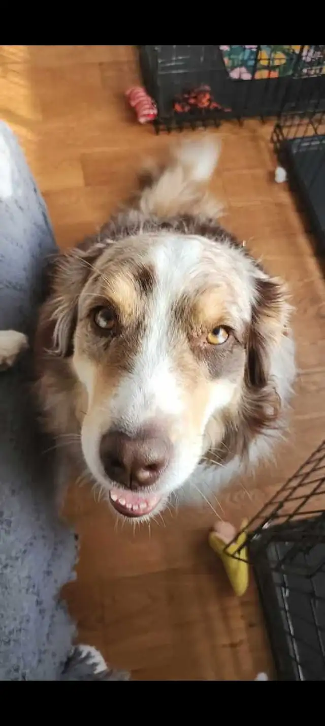 5yr Australian Shepherd Female - Low energy loving home | Dogs ...