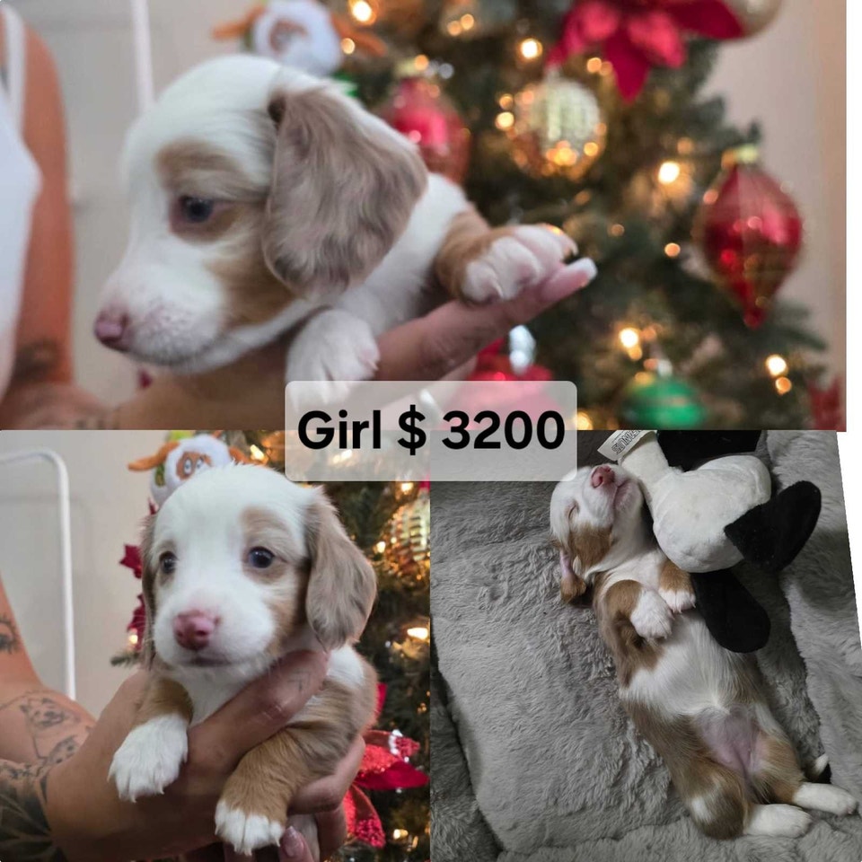 miniature dachshund long haired | Dogs & Puppies for Rehoming ...