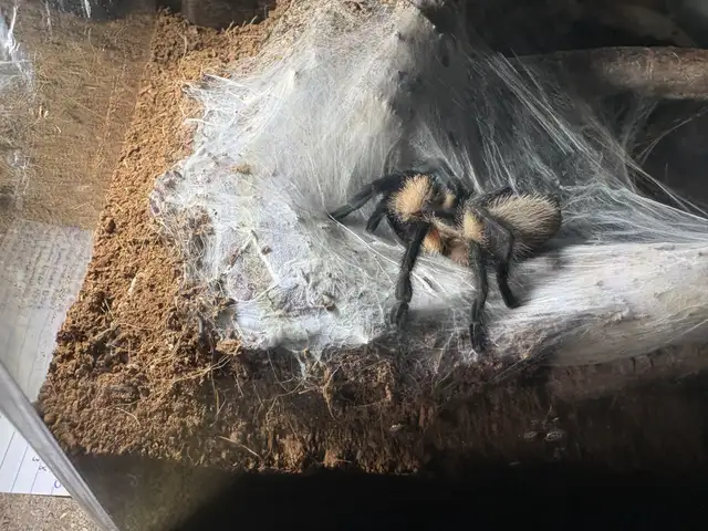 Socotra Island Blue Baboon (Monocentropus Balfouri) Female | Other Pets ...