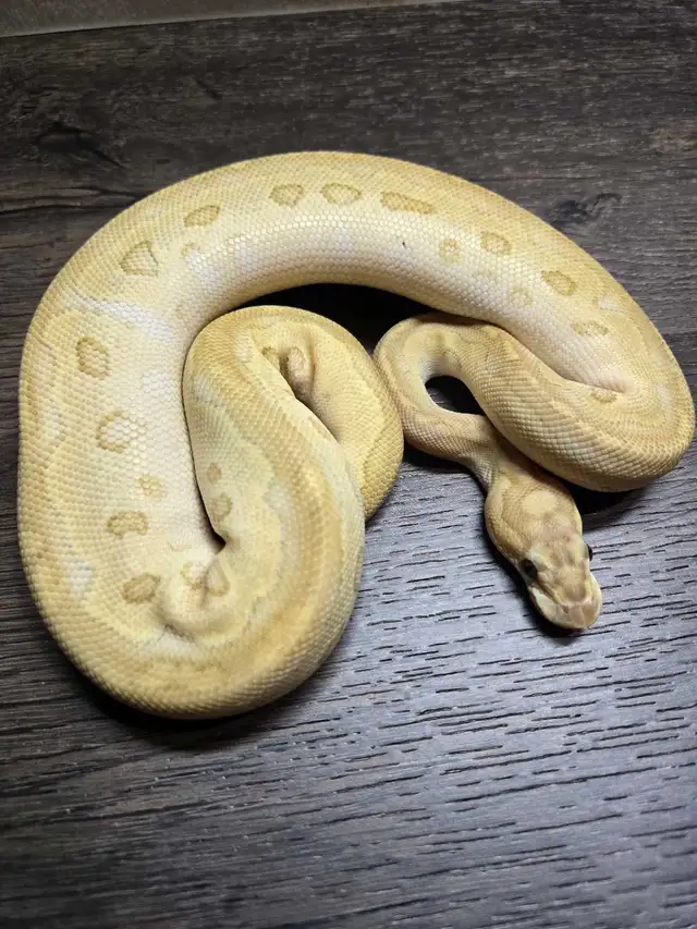 BALL PYTHON COLLECTION MUST GO | Reptiles & Amphibians for Rehoming ...