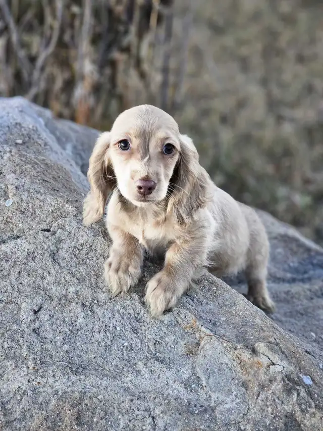 LAST 2 Dachshund | Dogs & Puppies for Rehoming | Calgary | Free local ...