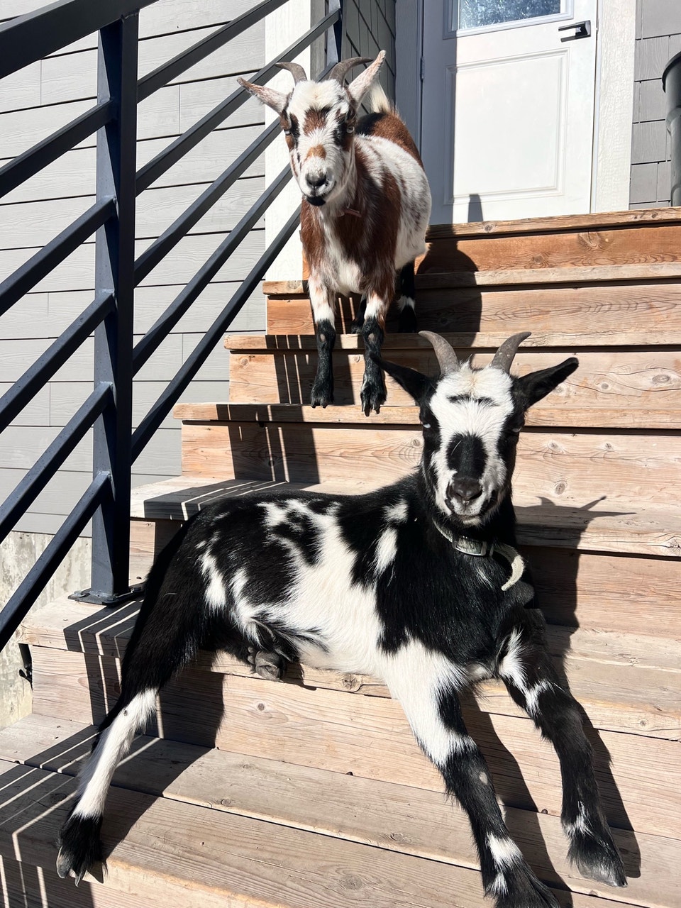 Nigerian dwarf does | Livestock | Red Deer | Free local classifieds ...