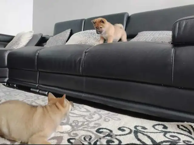 chiots shiba inu puppies | Dogs & Puppies for Rehoming | City of ...