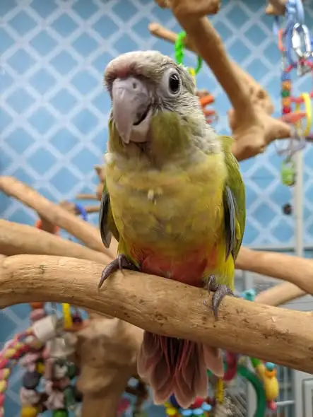 Breeding pair of Green cheek Conures | Birds for Rehoming | Saint John ...