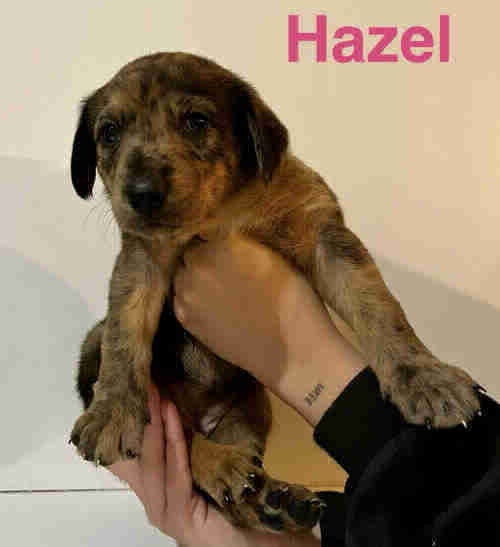 Wolfhound-Doodle / Blue Heeler-Border Collies | Dogs & Puppies for ...